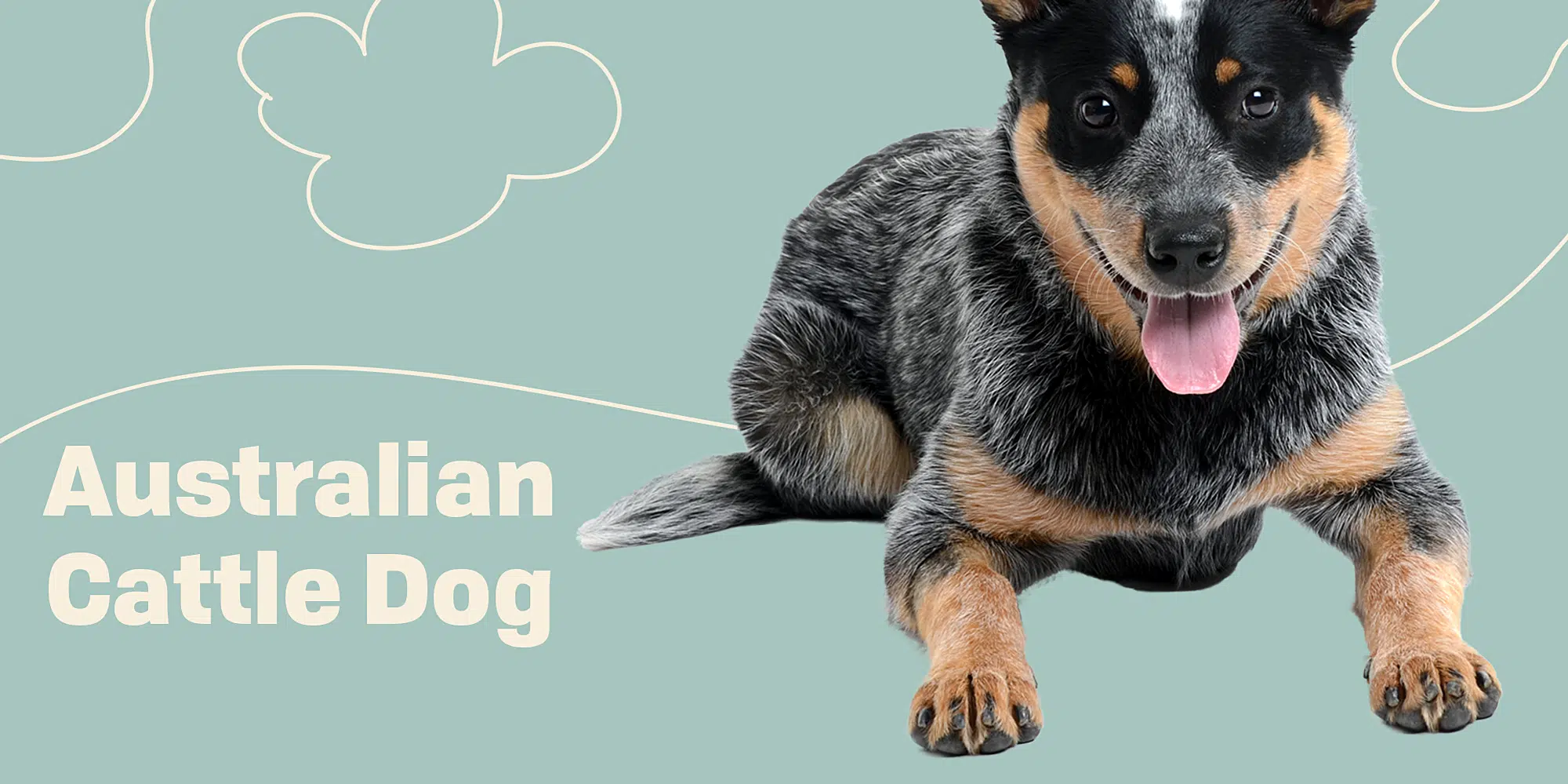 Australian Cattle Dog (Blue Heeler) Informazioni E Caratteristiche ...