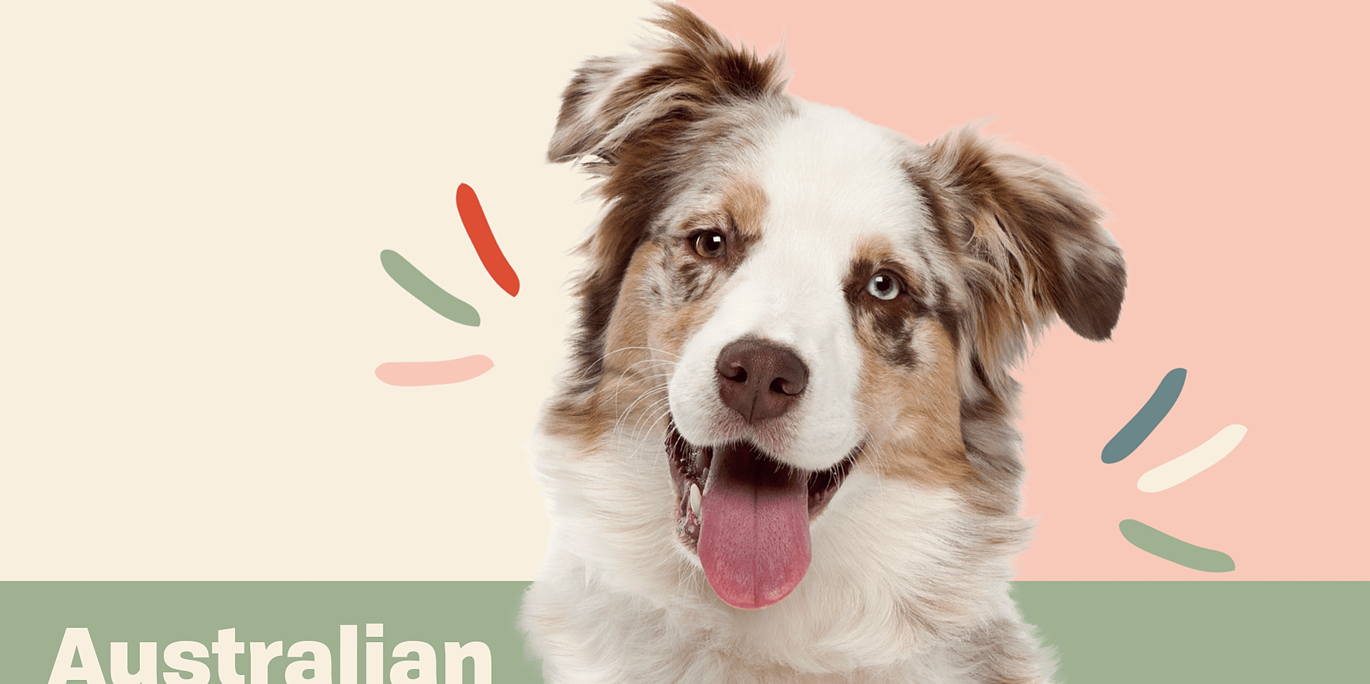 Informazioni E Caratteristiche Sulla Razza Del Cane Australian Shepherd ...