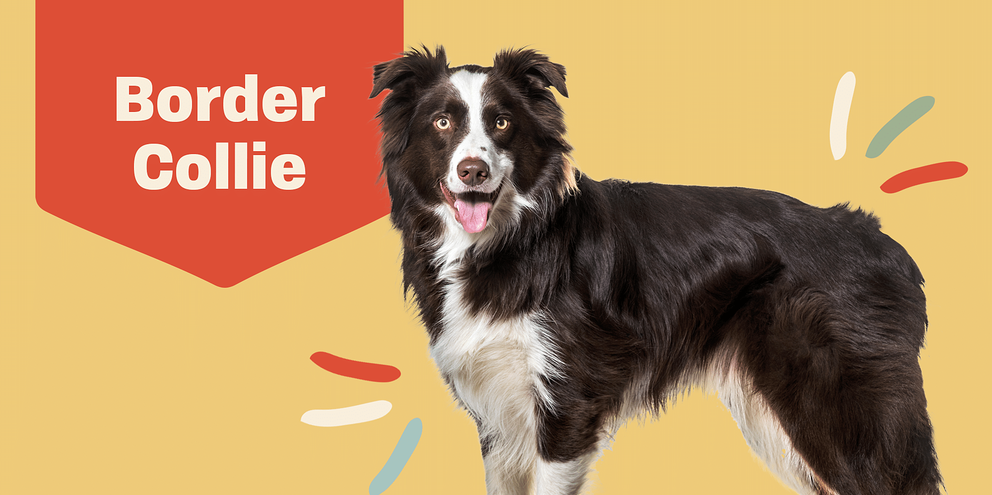 Informazioni E Caratteristiche Sulla Razza Del Cane Border Collie | Pet ...