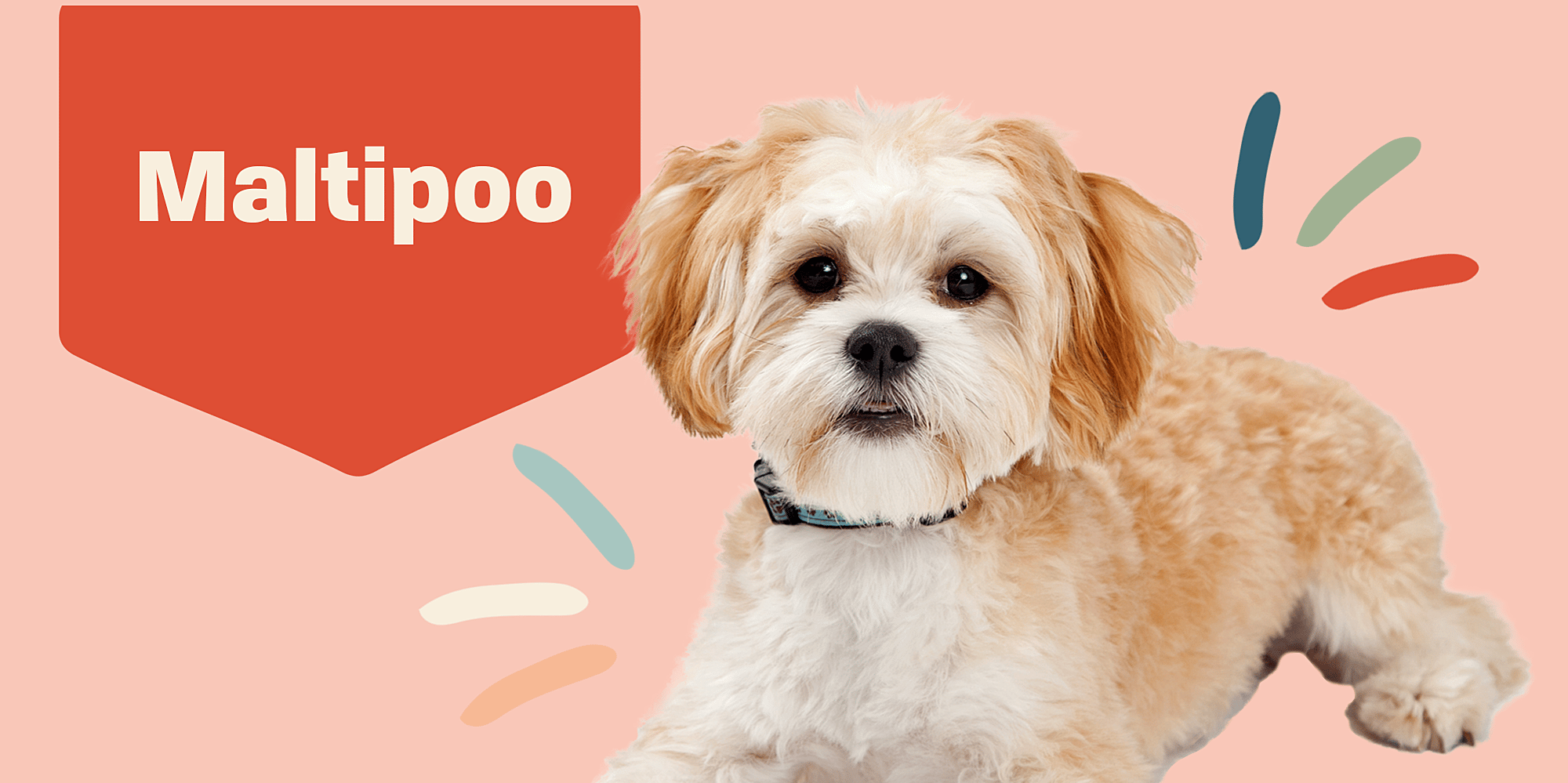 Informazioni E Caratteristiche Sulla Razza Del Cane Maltipoo | Zampe ...