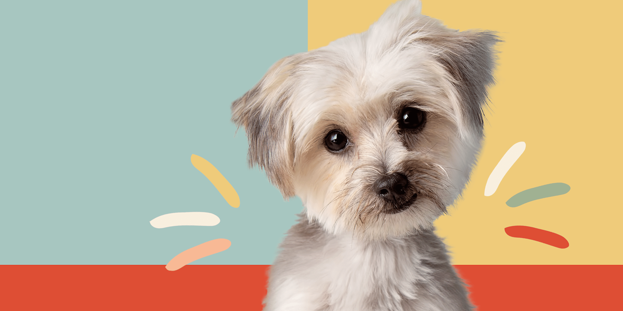 Informazioni E Caratteristiche Sulla Razza Del Cane Morkie | Pet Yolo