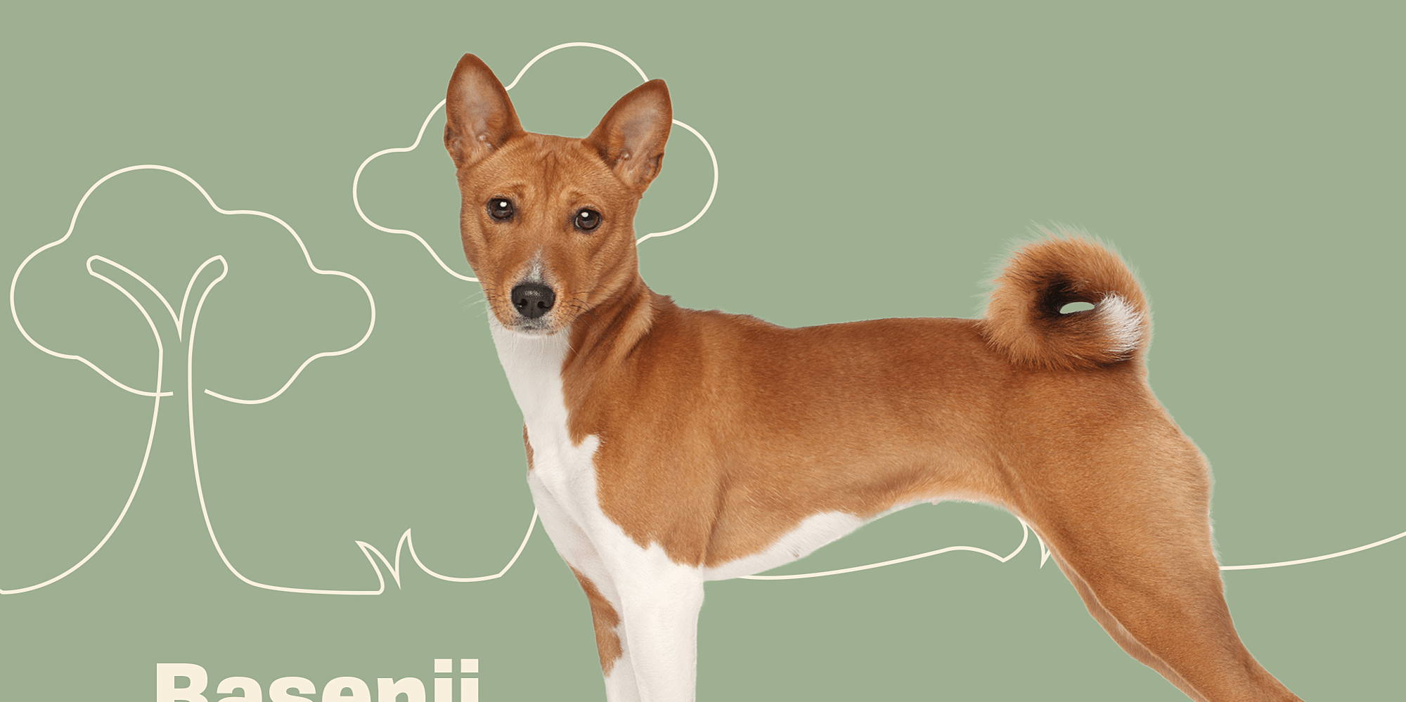 Informazioni E Caratteristiche Sulla Razza Del Cane Basenji | Pet Yolo