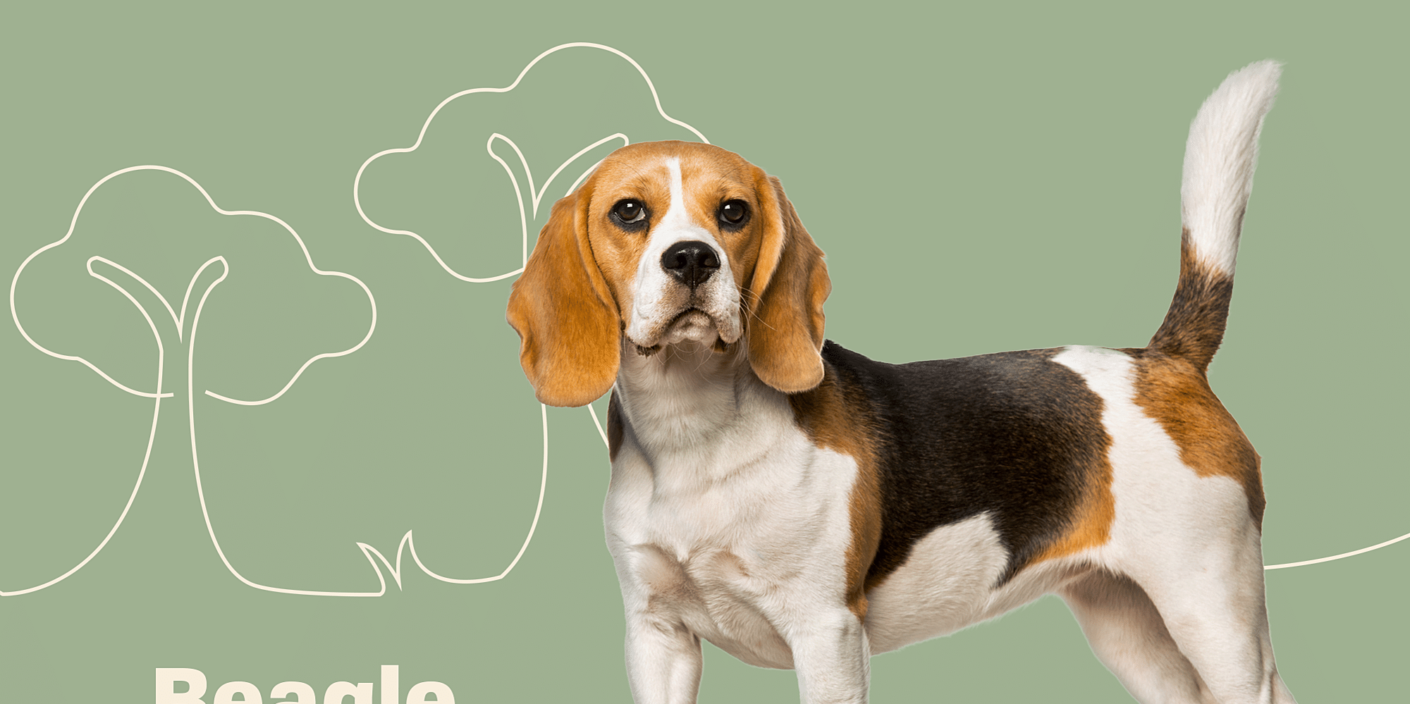 Informazioni E Caratteristiche Della Razza Del Cane Beagle | Pet Yolo