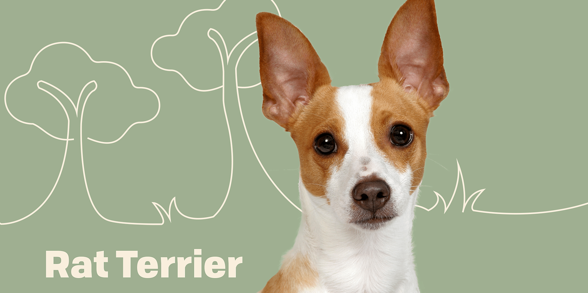 Informazioni E Caratteristiche Sulla Razza Del Cane Rat Terrier | Pet Yolo