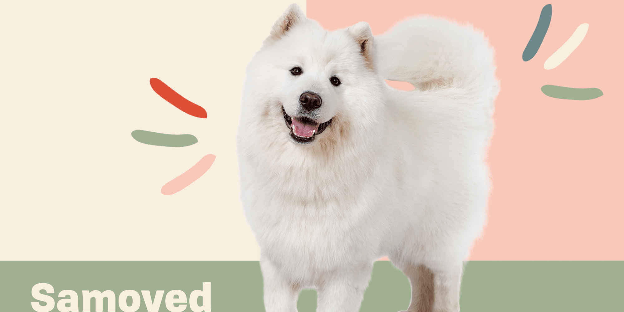 Informazioni E Caratteristiche Sulla Razza Del Cane Samoiedo | Pet Yolo