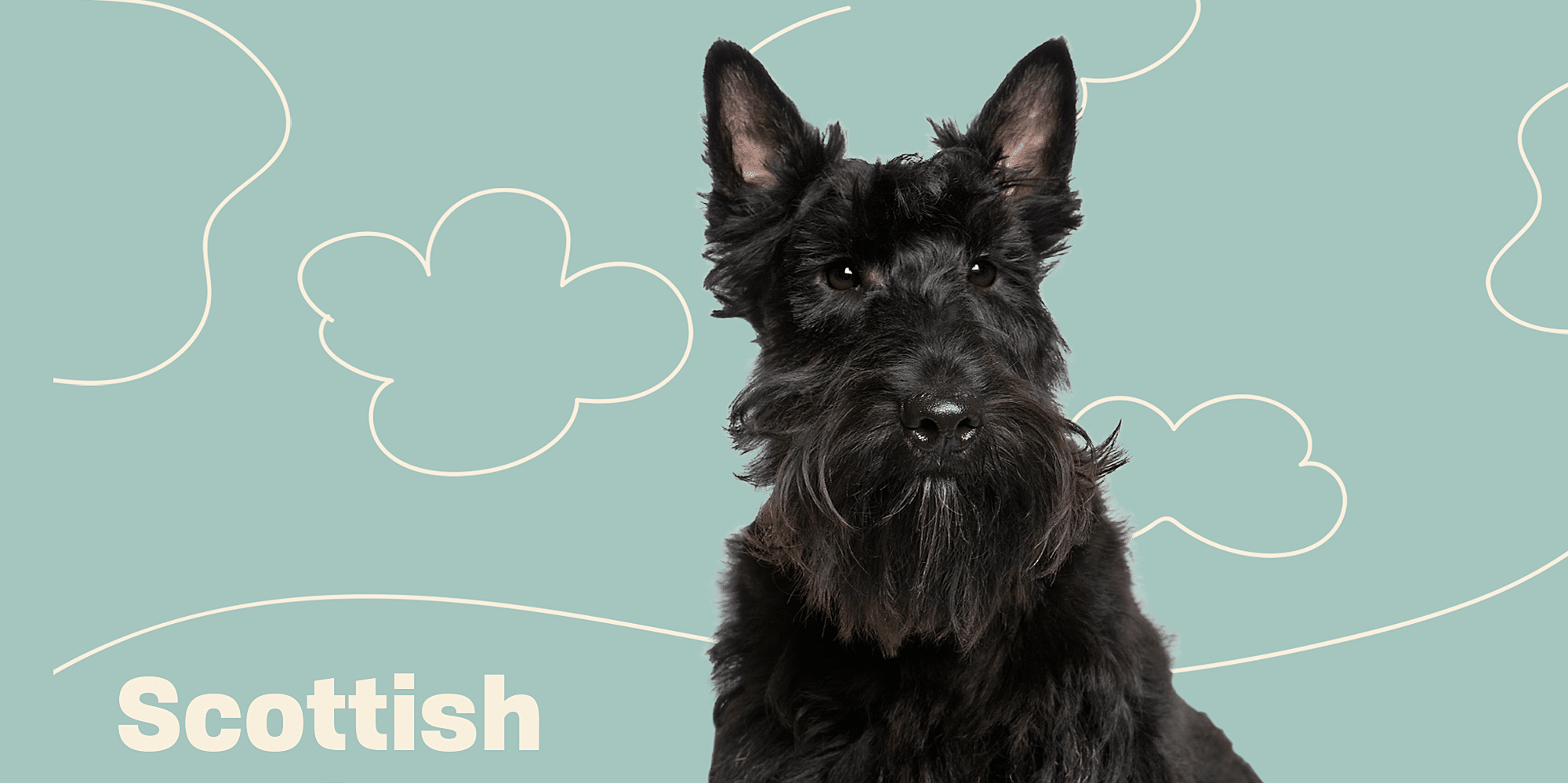 Informazioni E Caratteristiche Sulla Razza Del Cane Scottish Terrier ...