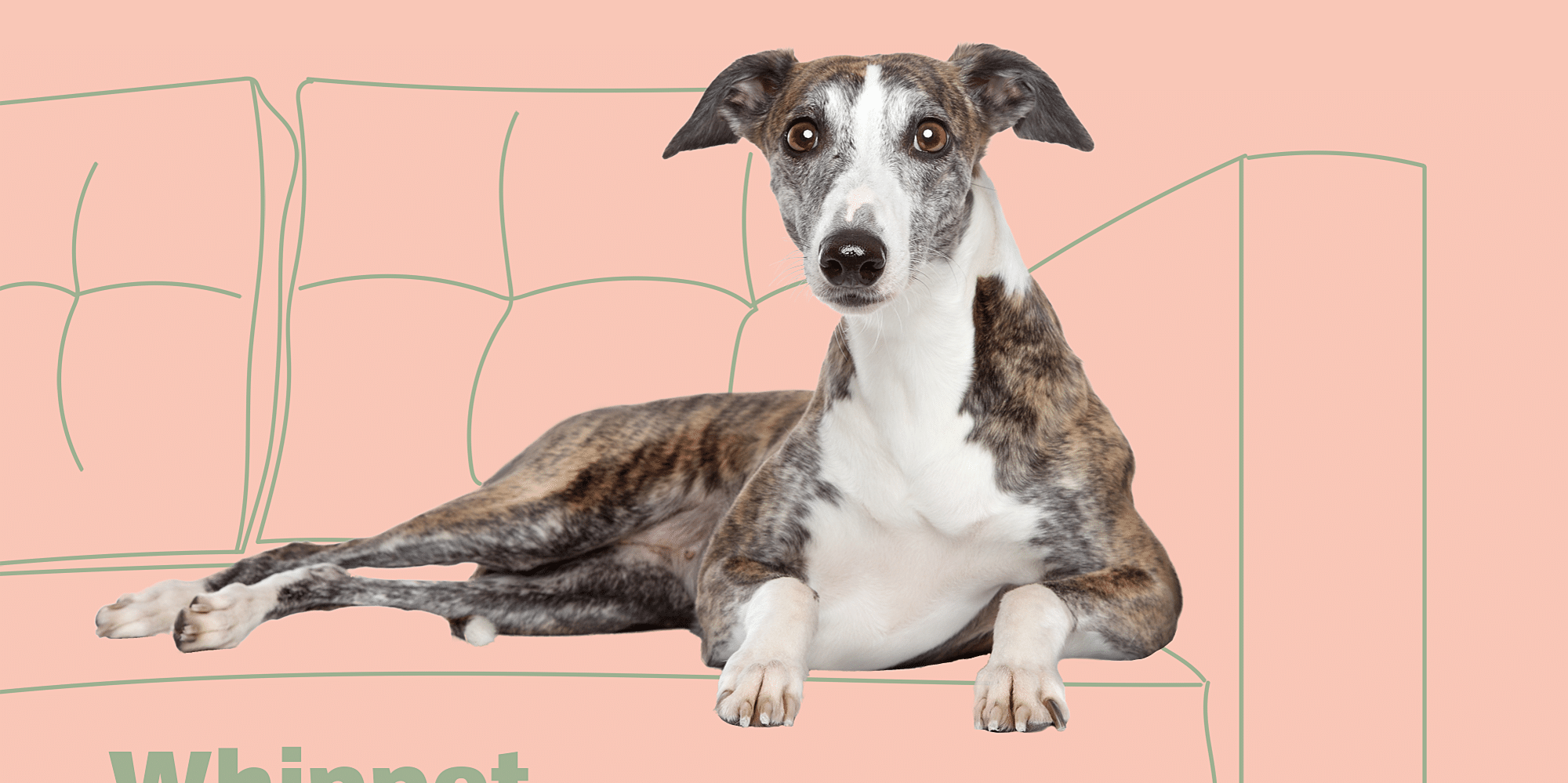 Informazioni E Caratteristiche Sulla Razza Del Cane Whippet | Pet Yolo