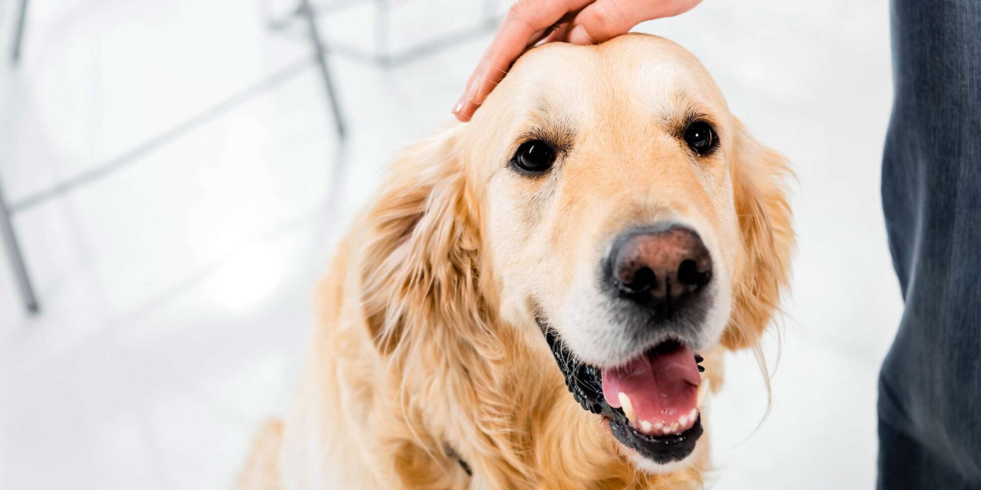 Sangue Nell'urina Del Cane: Cosa Significa E Come Trattarlo | Pet Yolo
