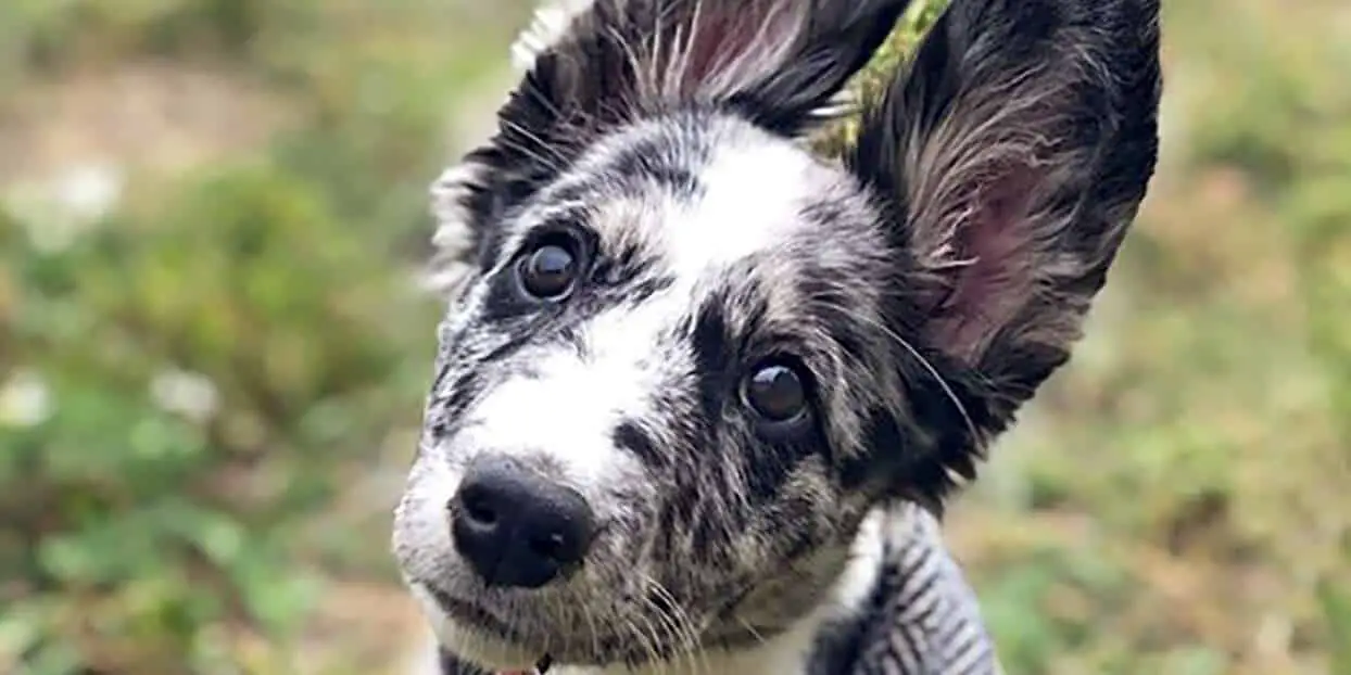 10 Mix Di Border Collie Che Uniscono Bellezza E Intelligenza | Pet Yolo