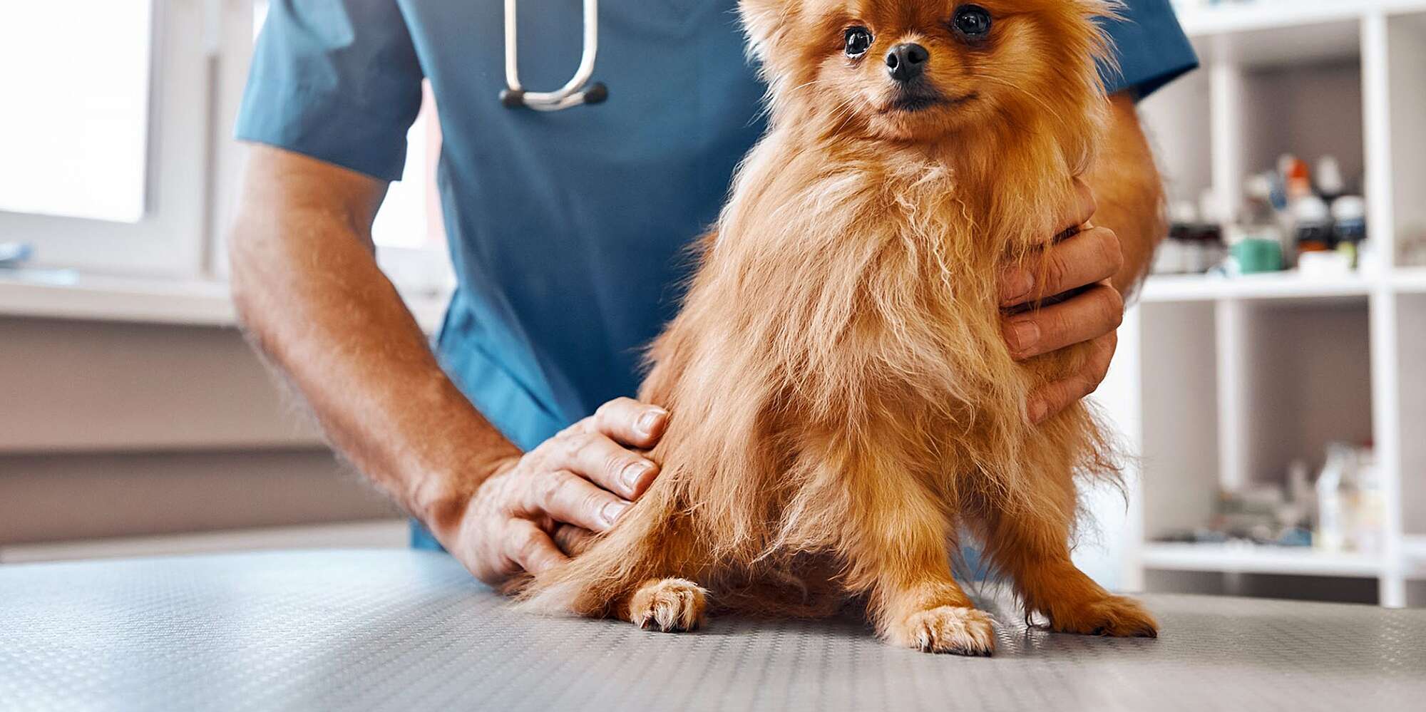 Quanto Costa Sterilizzare O Castrare Un Cane? | Pet Yolo