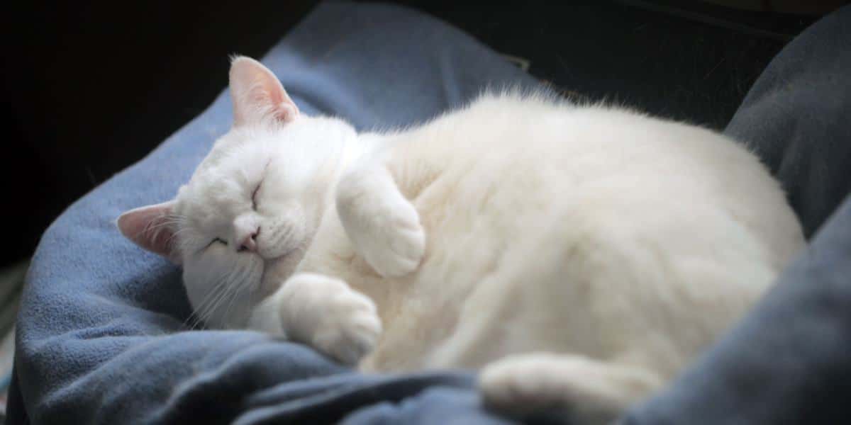 150 Adorabili Nomi Di Gatti Grassi Per Gatti Maschi E Femmine