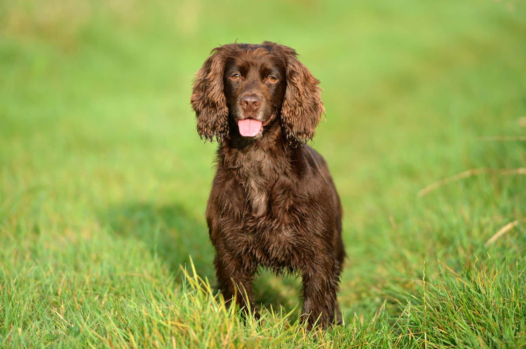 Field Spaniel Nel Ritratto Di Razza | Pet Yolo