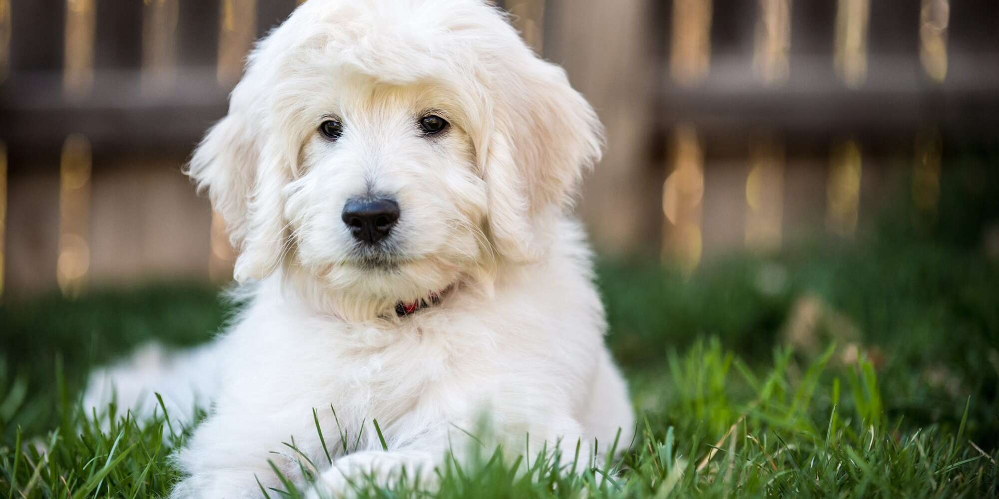 153 Dei Nomi Alimentari Più Carini Per Cani | Pet Yolo