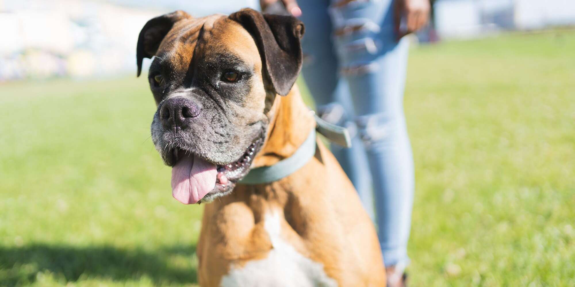123 Nomi Di Cani Boxer Perfetti Per Il Tuo Fedele Compagno | Pet Yolo