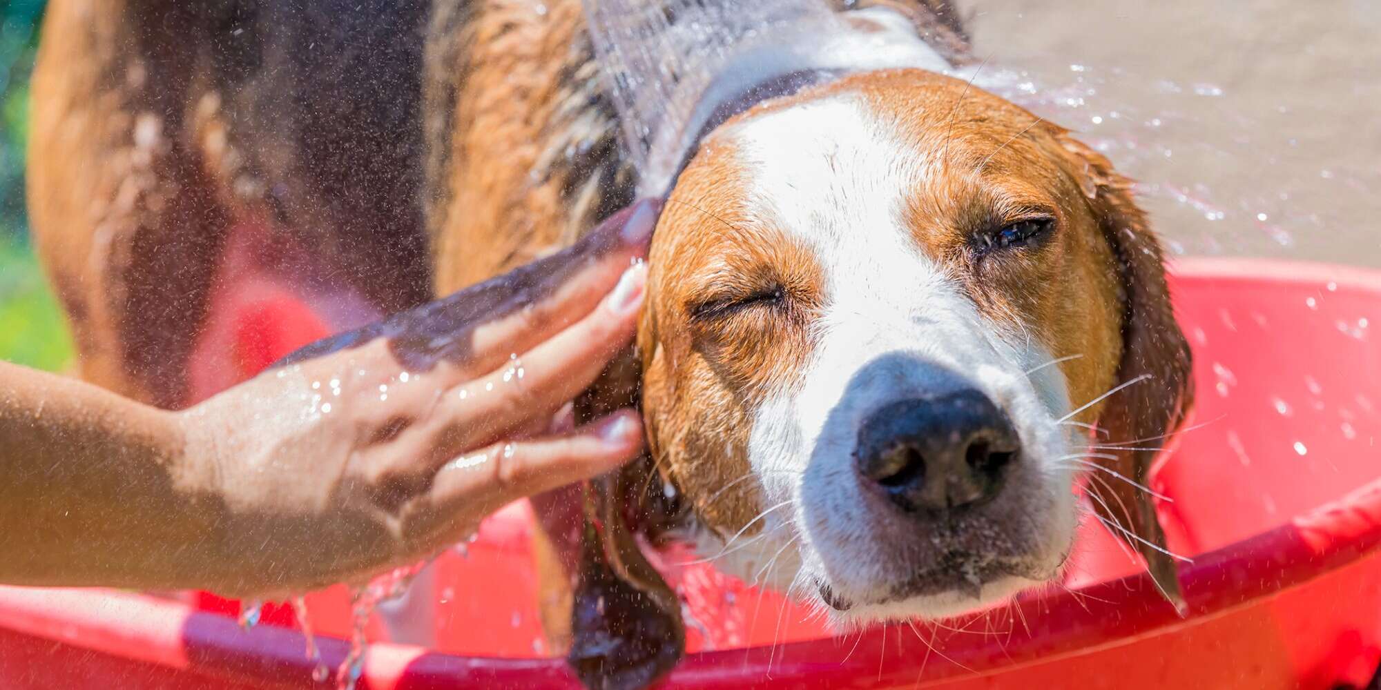 Rash Di Calore Del Cane: Segni, Trattamento E Prevenzione | Pet Yolo
