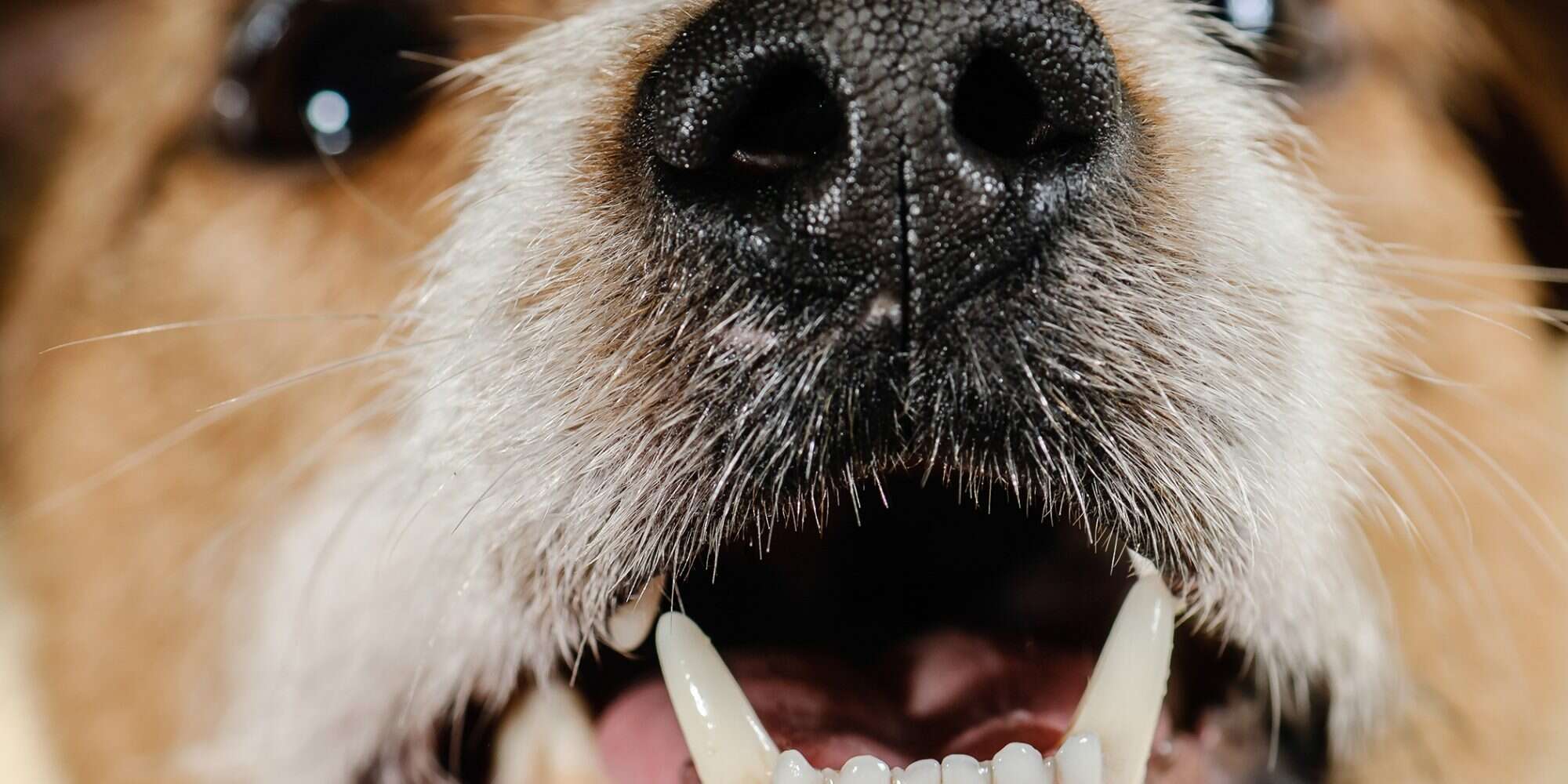 Estrazione Del Dente Di Cane: Costi, Tempi Di Recupero E Assistenza ...