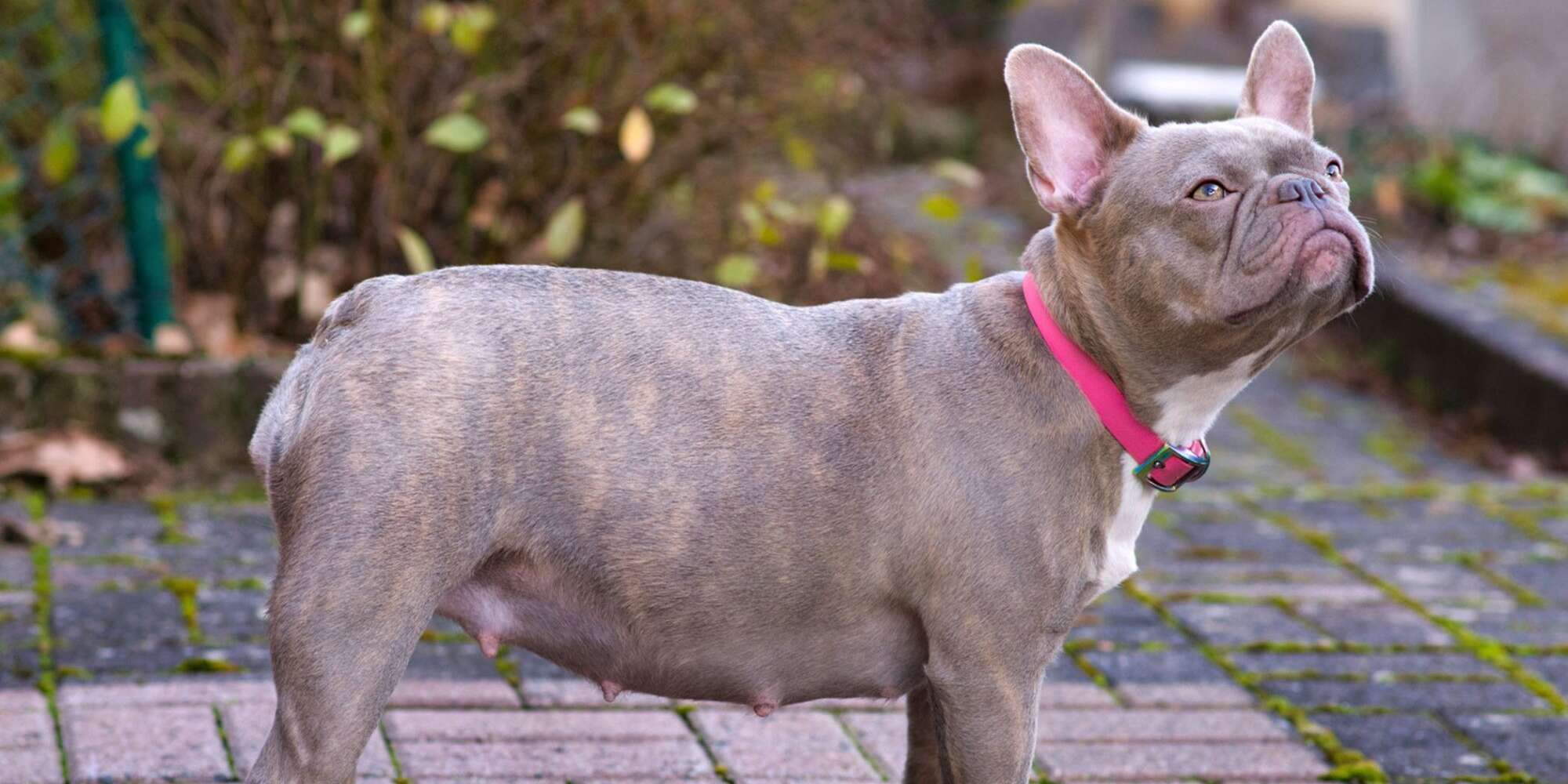 Come Sapere Se Il Tuo Cane è Incinta | Pet Yolo