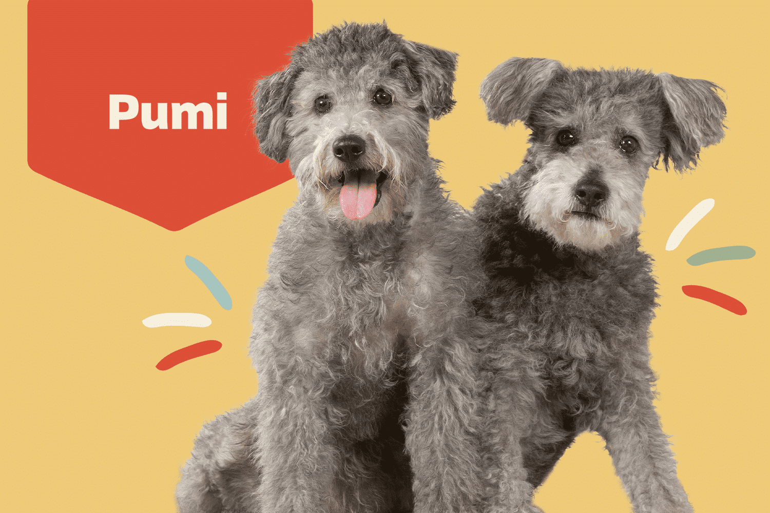 Informazioni E Caratteristiche Della Razza Del Cane Pumi