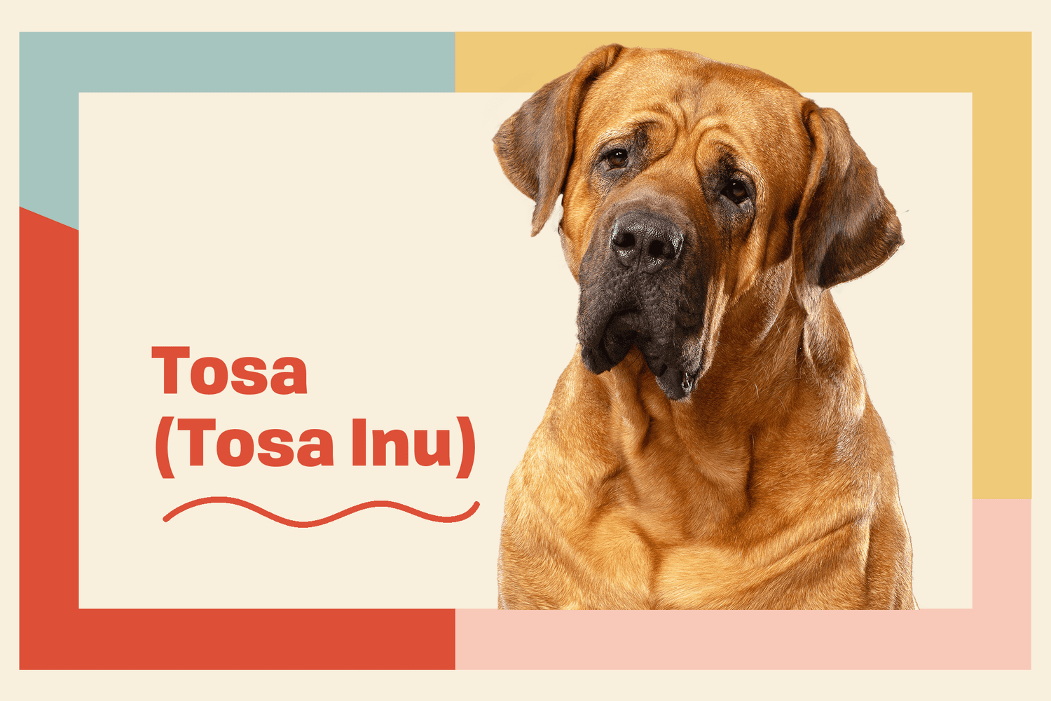 Informazioni E Caratteristiche Della Razza Del Cane Tosa (giapponese ...