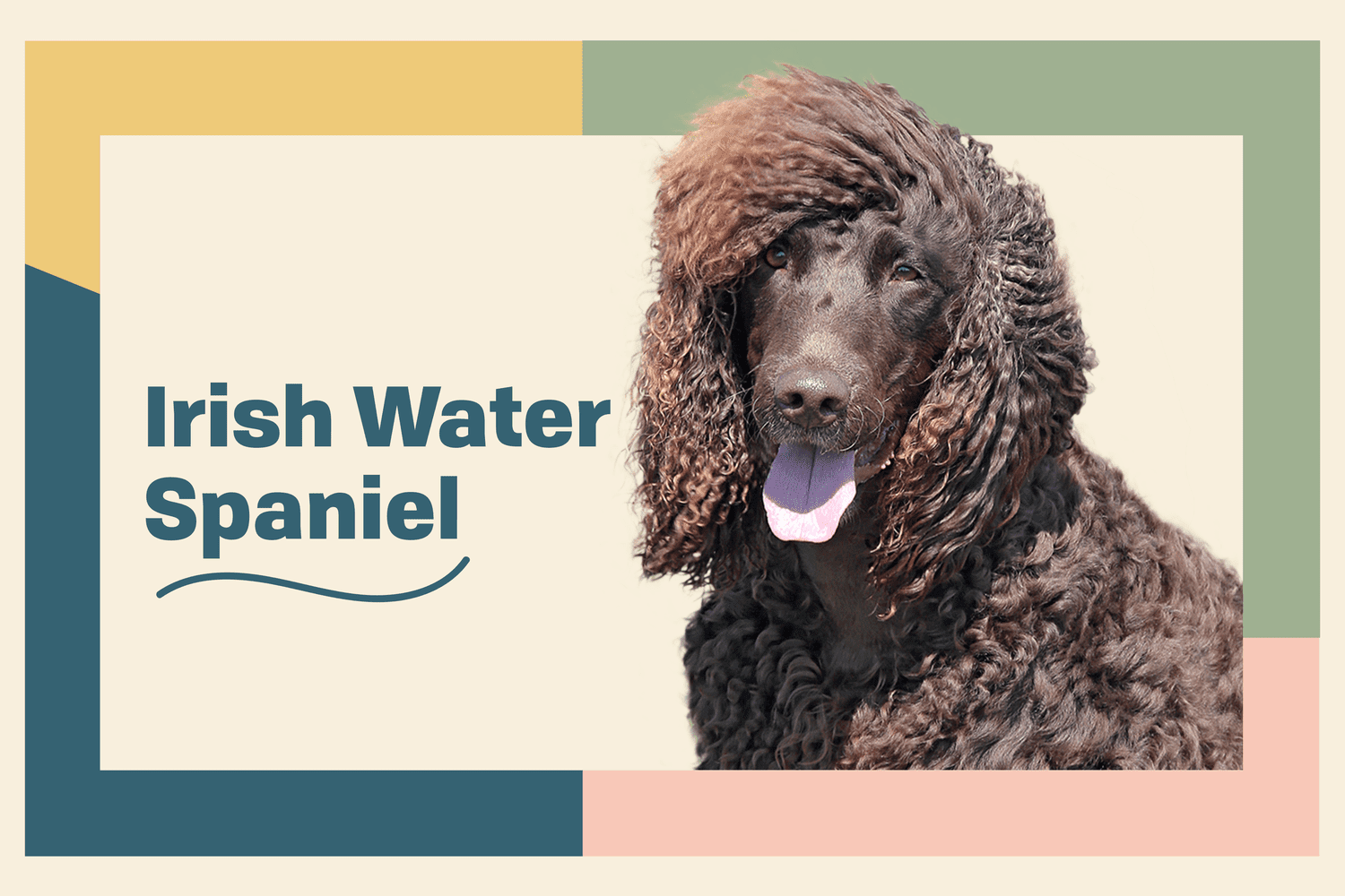 Informazioni E Caratteristiche Sulla Razza Del Cane Irish Water Spaniel