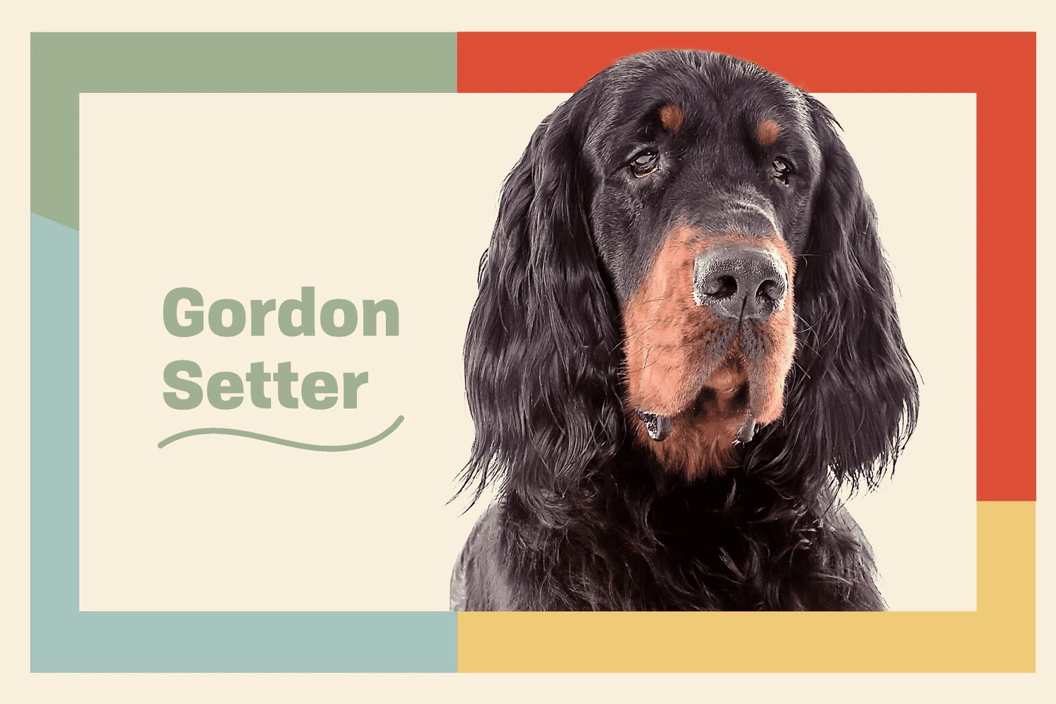 Informazioni E Caratteristiche Sulla Razza Del Cane Gordon Setter
