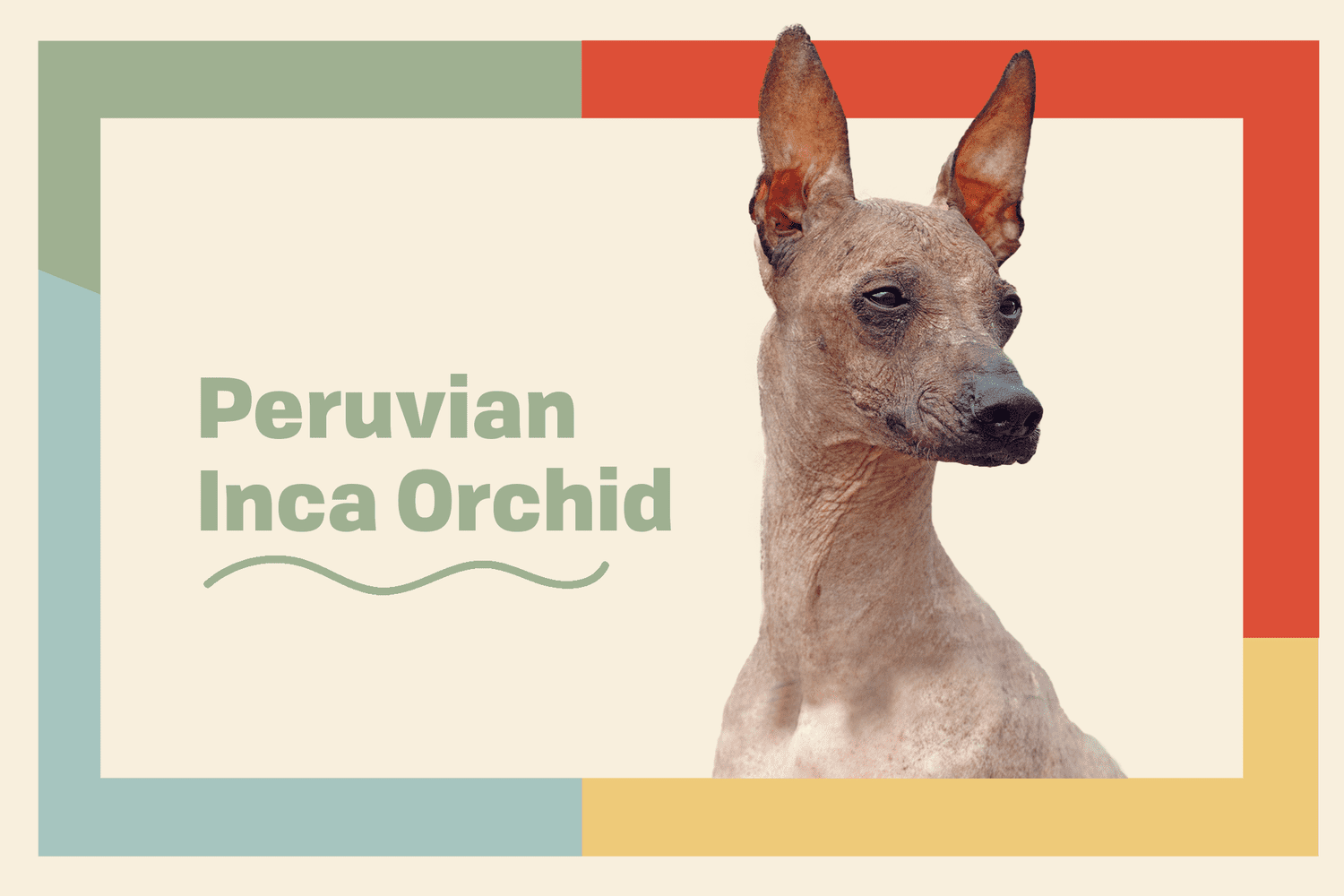 Informazioni E Caratteristiche Della Razza Canina Peruviana Inca Orchid