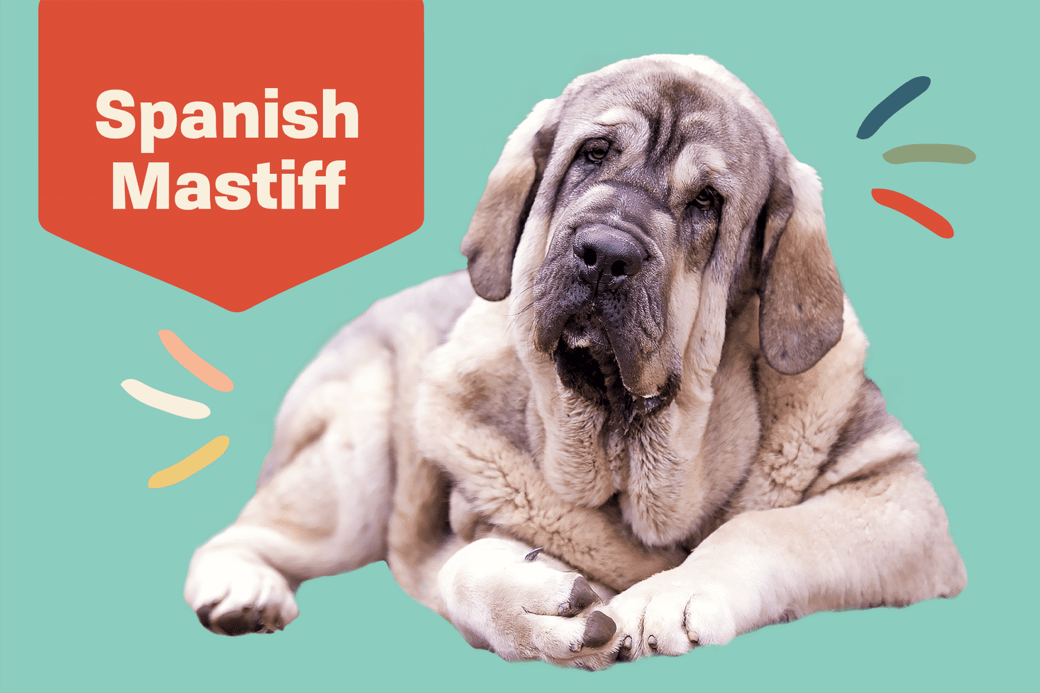 Informazioni E Caratteristiche Sulla Razza Del Cane Mastino Spagnolo