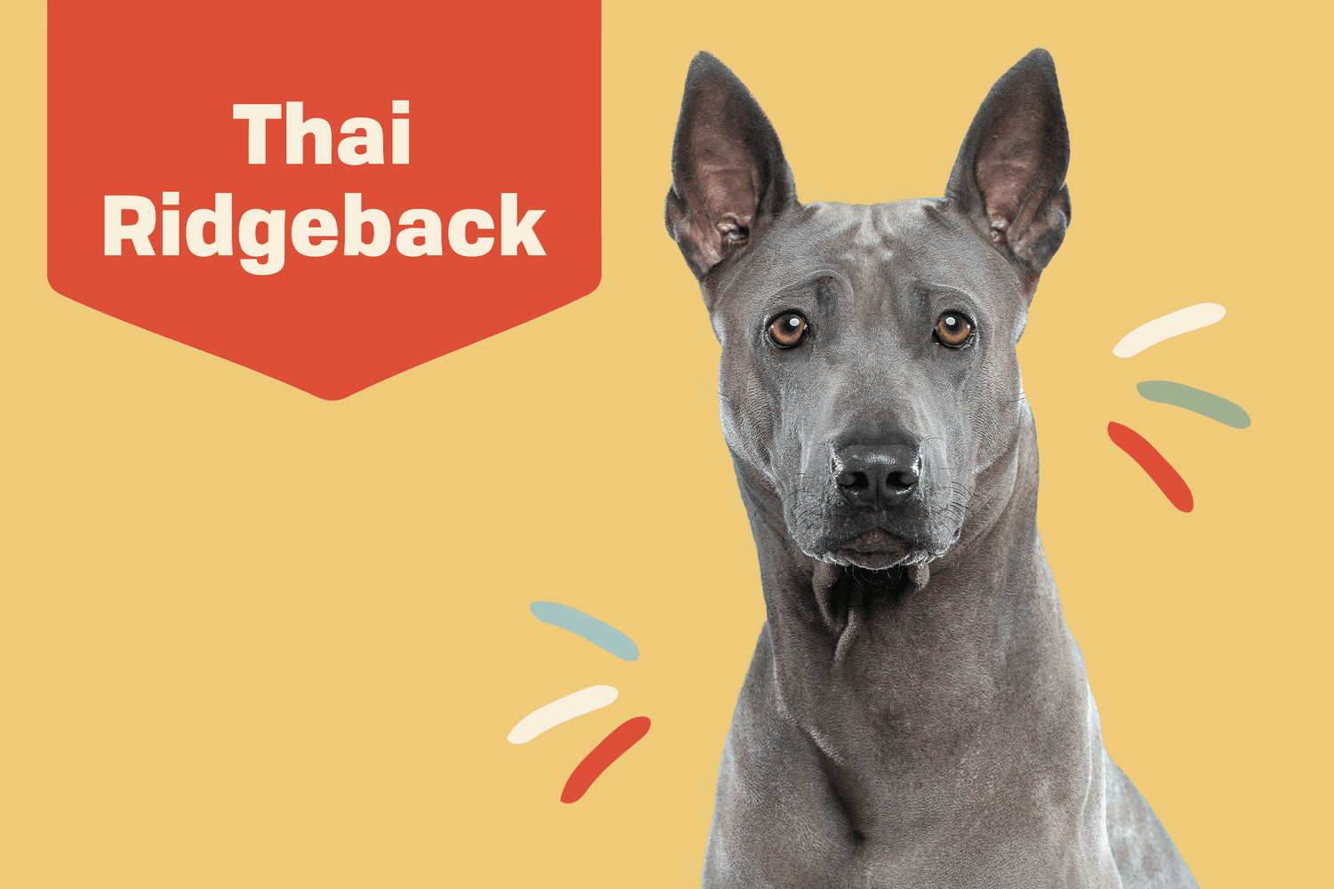 Informazioni E Caratteristiche Sulla Razza Del Cane Thai Ridgeback