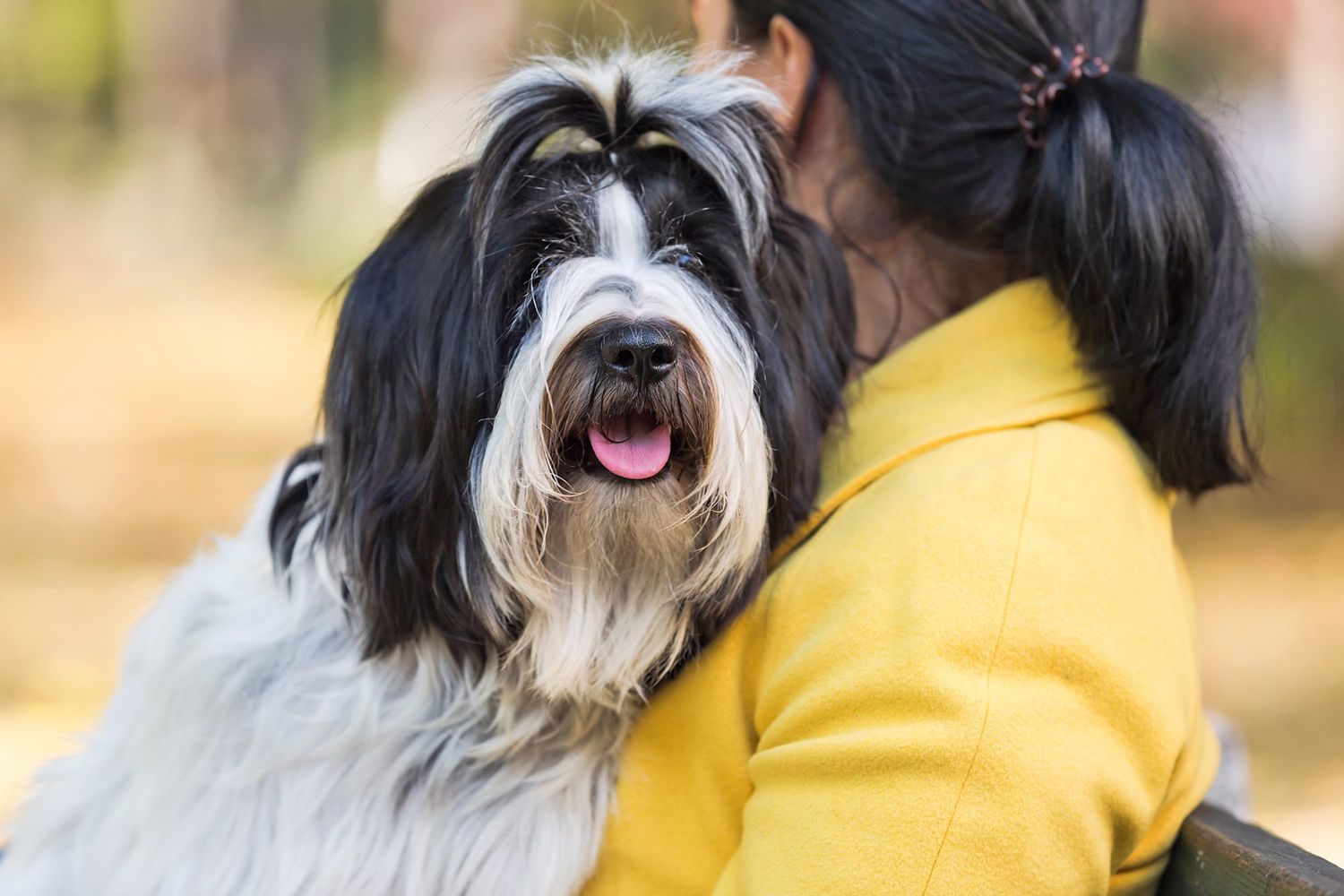 13 Dei Migliori Cani Da Compagnia Che Sono I Migliori Amici Che ...