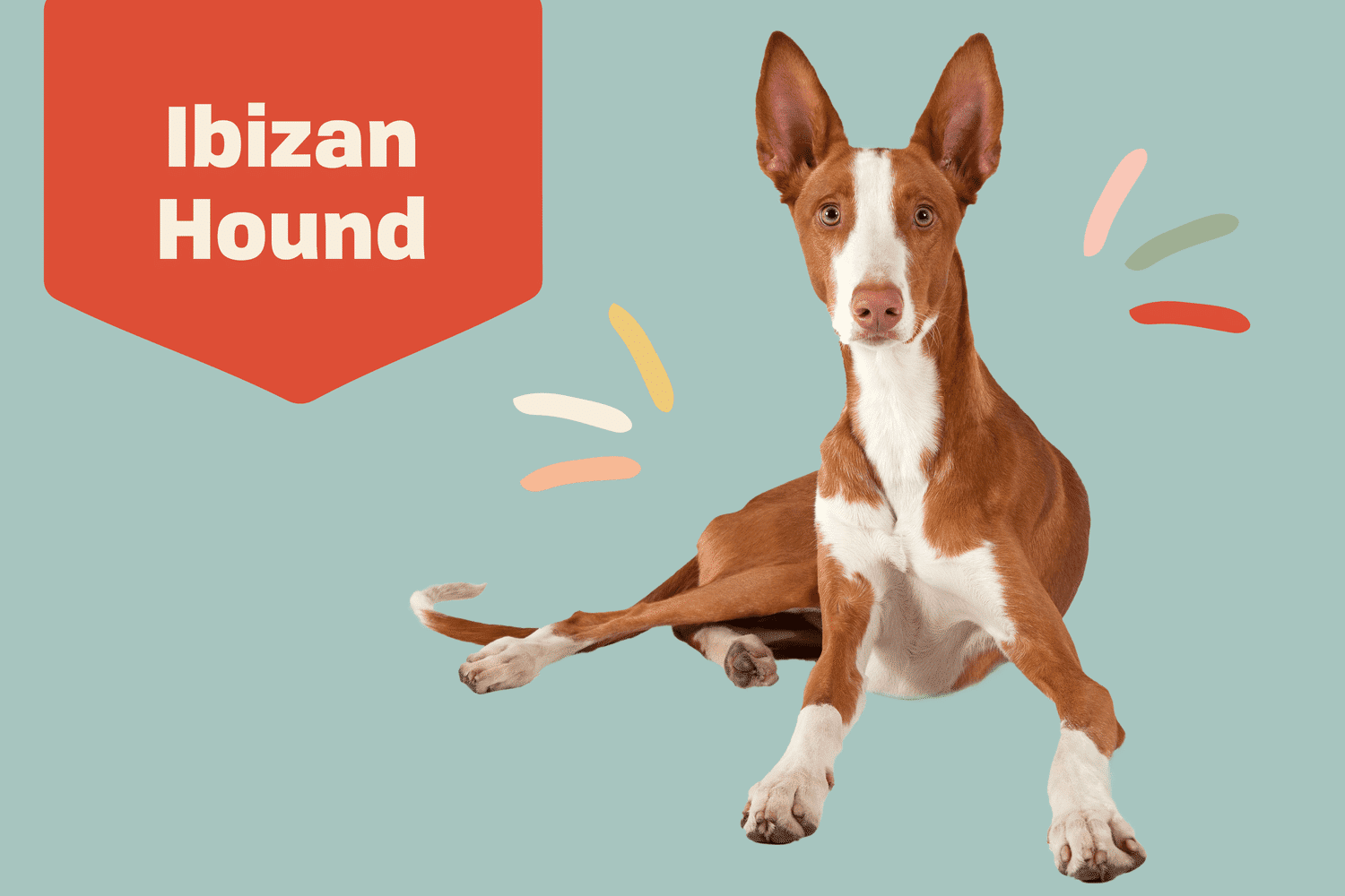 Informazioni E Caratteristiche Sulla Razza Del Cane Segugio Di Ibiza