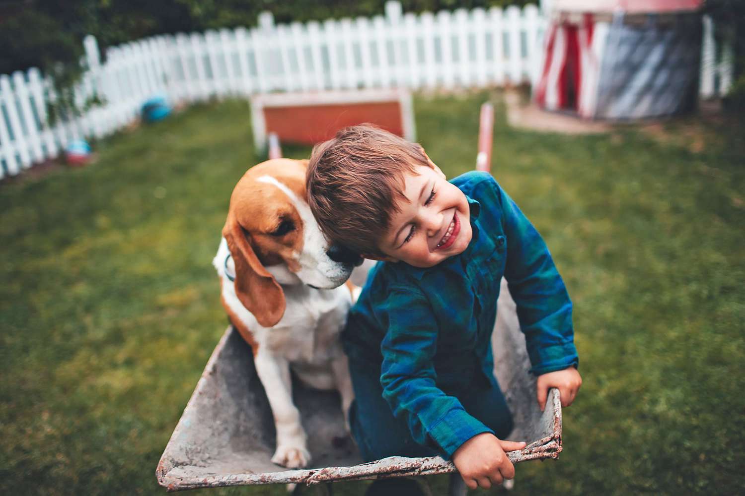 Il Tuo Cane Fa Il Muso? Ecco Cosa Significa