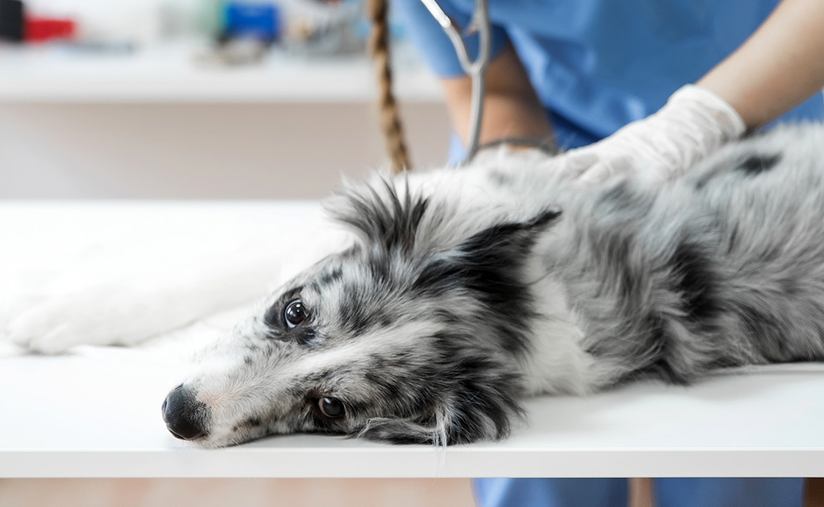 Vaginite Nei Cani: Cause, Sintomi, Trattamenti E Prevenzione