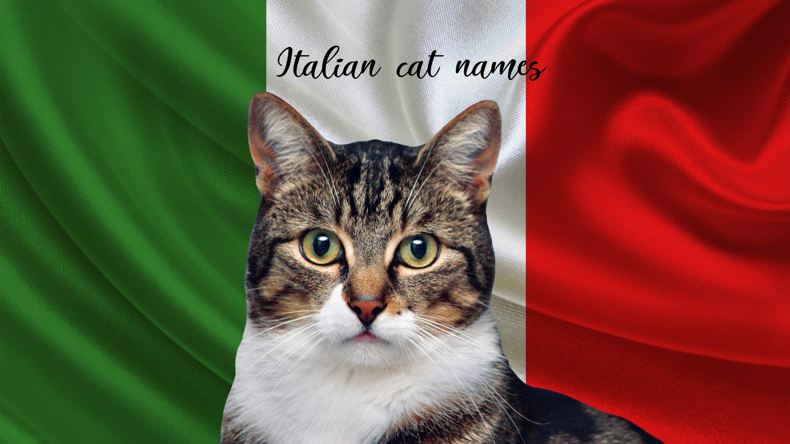 Oltre 260 Nomi Di Gatti Italiani {con Significato}