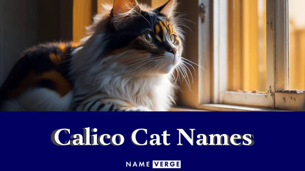 Nomi Di Gatti Calico: Oltre 299 Nomi Interessanti Per Gatti Calico